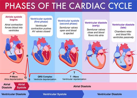 Cardiac Cycle