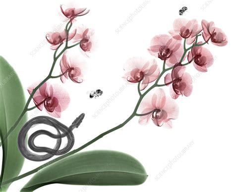 Python Bees And Orchid X Ray Stock Image C0456841 Science Photo Library