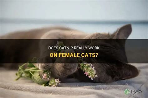 Does Catnip Really Work On Female Cats ShunCy