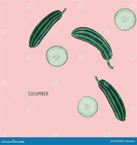 Cucumber Sketch Vector Stock Vector Illustration Of Green 91832948