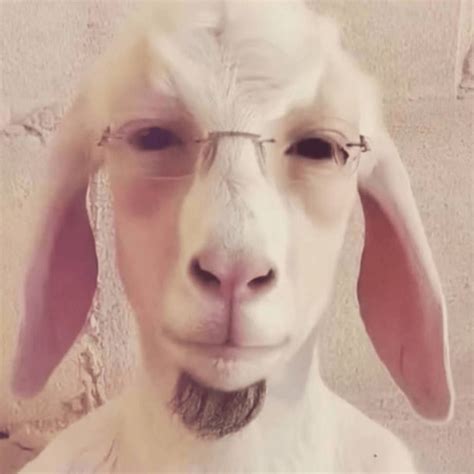 Friendly Goat Goat Code Lyrics Genius Lyrics