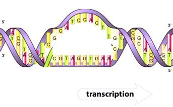 Solved Which RNA Sequence Is Being Produced In This Image Chegg Com