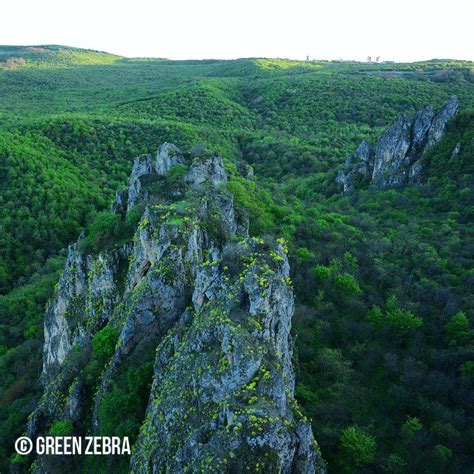 Green Zebra • მწვანე ზებრა