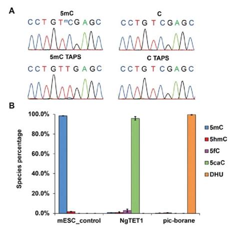 Bisulfite Sequencing Dna Is Denatured And Treated With Sodium