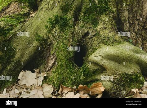 Tree Trunk Covered With Moss Beautiful Green Moss Background In The Forest Texture Copy Space