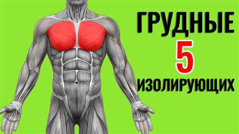 ГРУДНЫЕ МЫШЦЫ 5 ИЗОЛИРУЮЩИХ УПРАЖНЕНИЙ ТЕХНИКА ОШИБКИ БИОМЕХАНИКА Youtube
