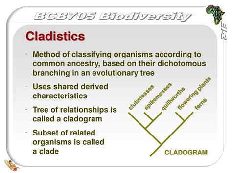 Ppt Evolution Patterns Of Similarity And Divergence Powerpoint