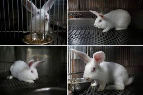 Behind The Scenes Of Rabbit Testing In The Lab