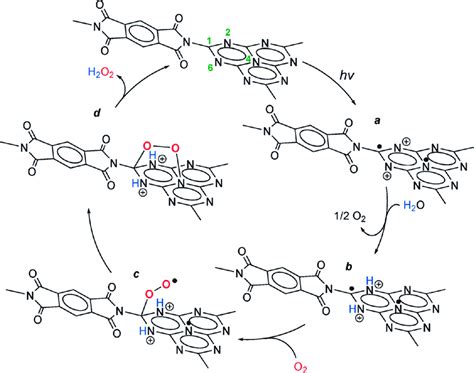 Proposed Mechanism For H2O2 Generation Adapted With Permission From Download Scientific