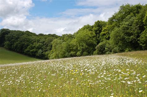 Trees And Woodlands Of The Chilterns Chilterns National Landscape