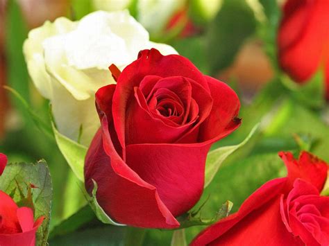 100 Beautiful Rose Wallpapers