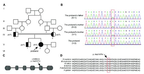 Clpp Mutation Was Associated With Premature Ovarian Insufficiency In Download Scientific