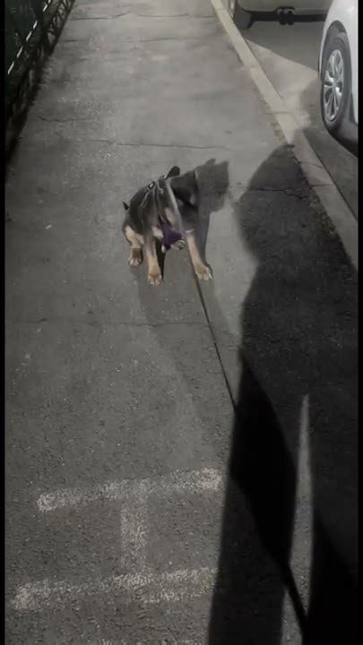 Вот такой у нас смешной Берн 😂 Youtube