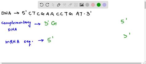 Solved For The Following Partial Dna Coding Sequence A Write The