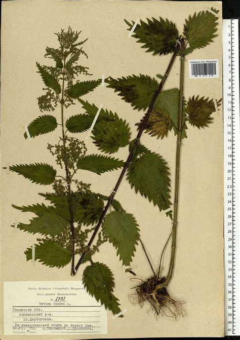 Крапива жгучая и двудомная отличия (43 фото) - фото - картинки и ...