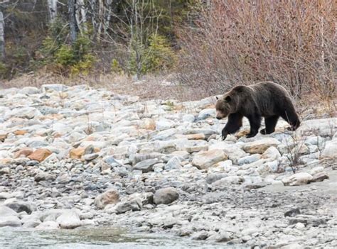 Where Do Grizzly Bears Live Exploring Their Habitat Distribution