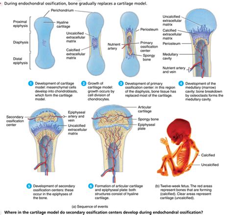 Intramembranous Ossification Vs Endochondral Ossification
