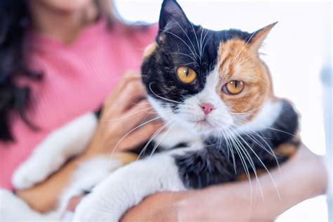 Understanding Feline Immunodeficiency Virus Fiv Symptoms Treatment And Prevention