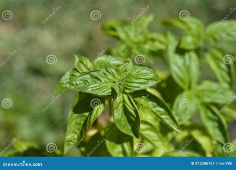 Common Basil Stock Image Image Of Basil Nature Basilicum 273306761