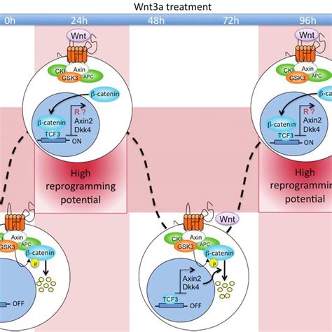 Pdf Reprogramming Cell Fate To Pluripotency The Decision Making