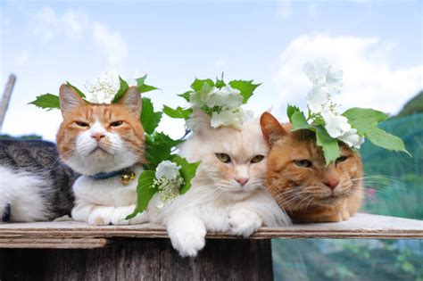 セイヨウカンボク かご猫 Blog