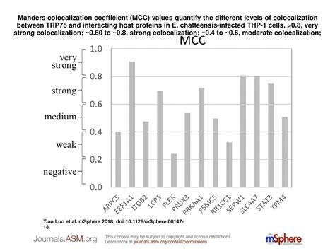 Manders Colocalization Coefficient Mcc Values Quantify The Different