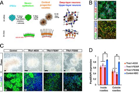 Inefficient Cortical Induction Of Thra Mutation Containing Ipscs A
