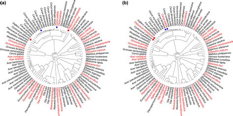Phylogenetic Tree Generator From Table Pricilla Clawson