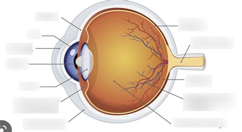 W23 Stimulus Identification Processing Visual Info Interceptive Control Diagram Quizlet