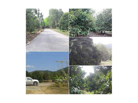 ขายสวนมังคุดติดราดยาง ติดคลอง สวยๆ โฉนด 9 ไร่ ไร่ละ 1 ล้าน น่าซื้อม๊าก ที่ดินร้อยแปด คอม