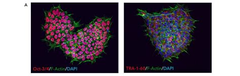 Induced Pluripotent Stem Cells Ipscs For Cell Therapy Bio Techne