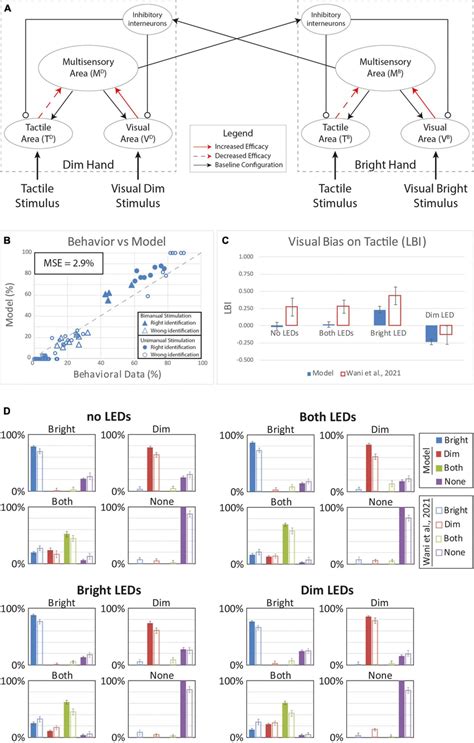 Tactile Perception With A Reorganization Of The Synaptic Representation Download Scientific