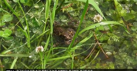 소원탑 치우니 돌아와”맹꽁이 대규모 산란