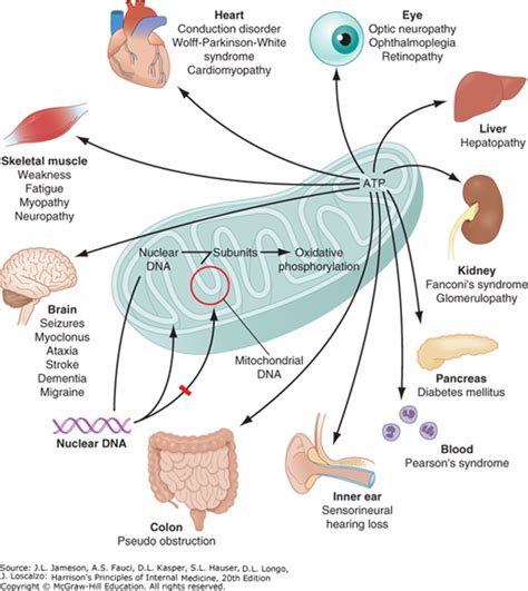 Mitochondrial Dna And Heritable Traits And Diseases Harrison S