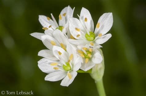 Nothoscordum Bivalve
