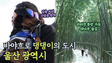 일출부터 야경까지🐶우리집 강아지와 매 순간 함께할 수 있는 울산 당일치기 코스 ㅣ 6시내고향 발길따라고향기행 Youtube