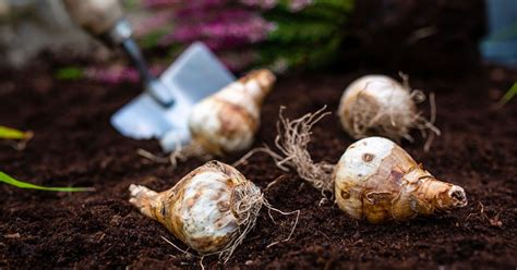 Winter Bulbs Planting And Care Tips The Garden Magazine