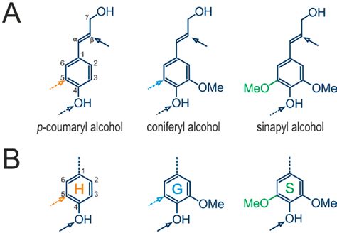 Figure 1 From The Role Of Ionic Liquids In The Lignin Separation From Lignocellulosic Biomass