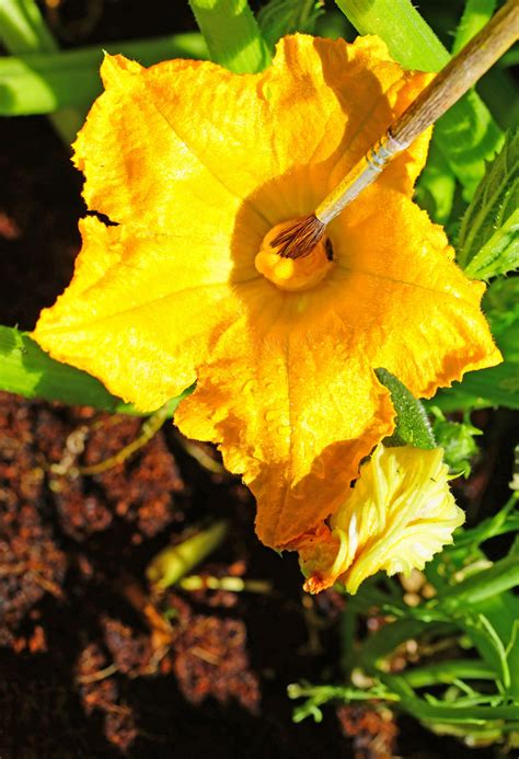 Tomato Bible Squash Sex This Is The Secret To Getting A Tomato Bible Squash Sex This Is The Secret To Getting A