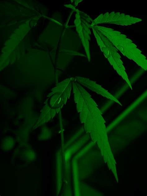 ნარკომანია სურათები