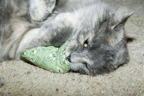 The Science Behind Catnip Why Cats Love It Catsforlife