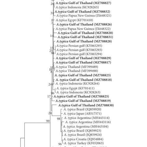 Maximum Likelihood Tree With 1000 Bootstrap Replicates Constructed On