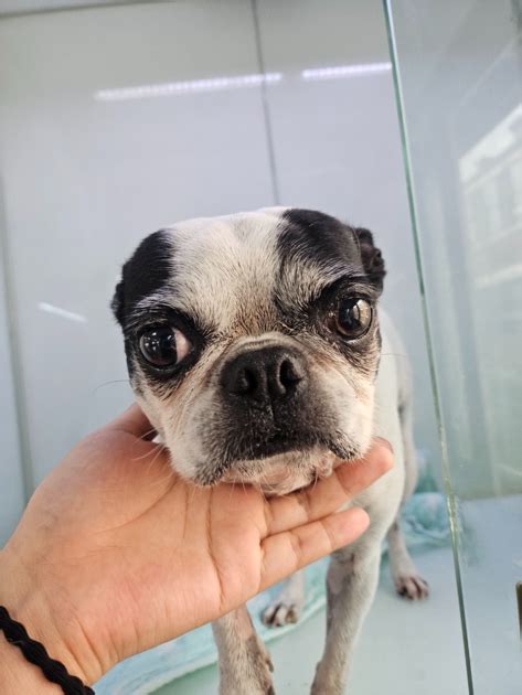 보스턴테리어킁킁이 강아지책임무료분양 강아지분양 고양이분양 컴투펫 시츄 셔틀랜드쉽독 말티푸 미니핀 치와와 요크셔테리어 포메라니안 말티즈 분양