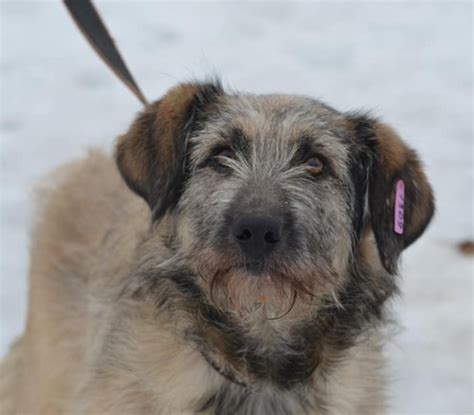 Pitbull Irish Wolfhound Mix