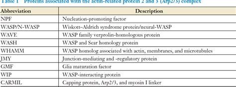 Figure 1 From Specification Of Architecture And Function Of Actin Structures By Actin Nucleation