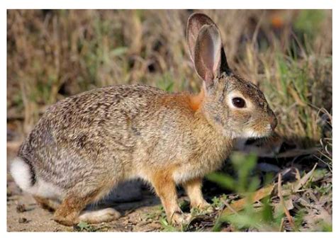 如何养殖野兔 百度经验