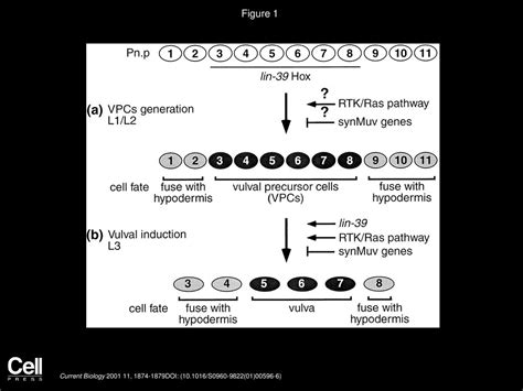 Volume 11 Issue 23 Pages November 2001 Ppt Download