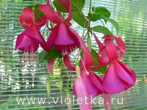 Butterfly–Каталог фуксий