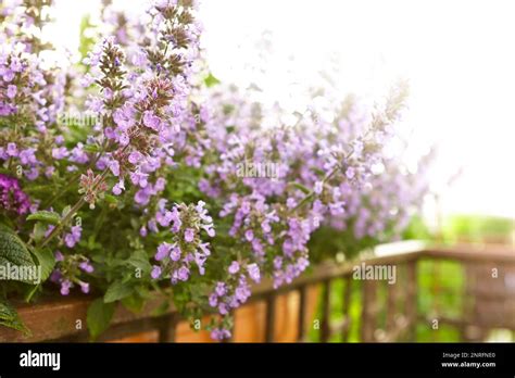 Catnip Or Catmint Plants With Pink And Purple Flowers Growing In A