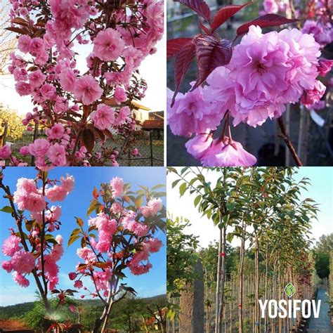 Японска вишна „Канзан“ Prunus Serrulata Kanzan Разсадник Йосифов